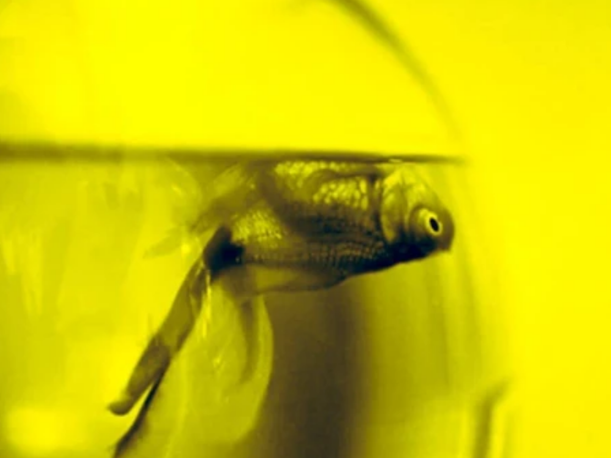 A musical paradox: Chris Holly’s new single “S Q G” conveys oppression ...